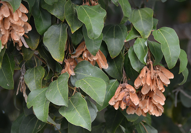 Acer Oblongum , Himalayan Maple Plant