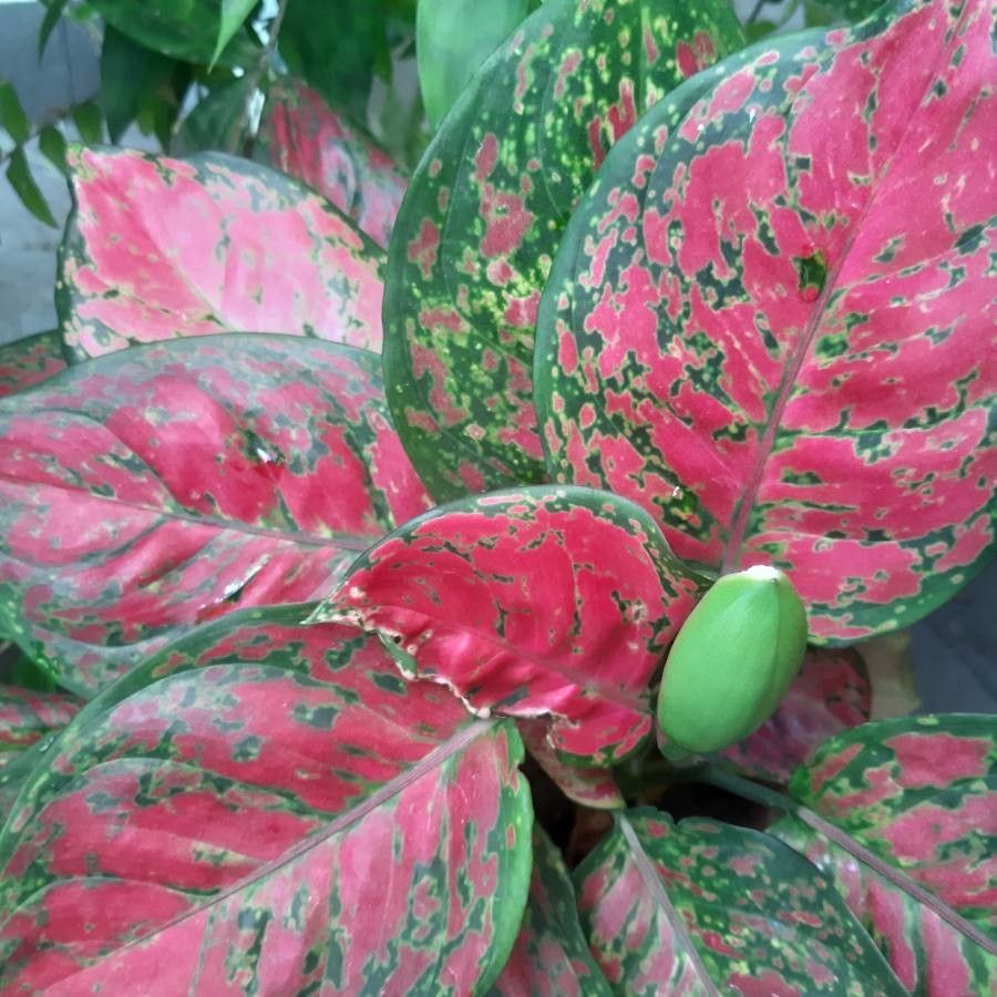 Aglaonema Commutatum Schott Plant