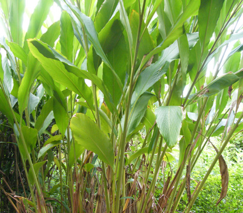 Amomum subulatum ( Badi Elaichi ) , Black Cardamom Plant
