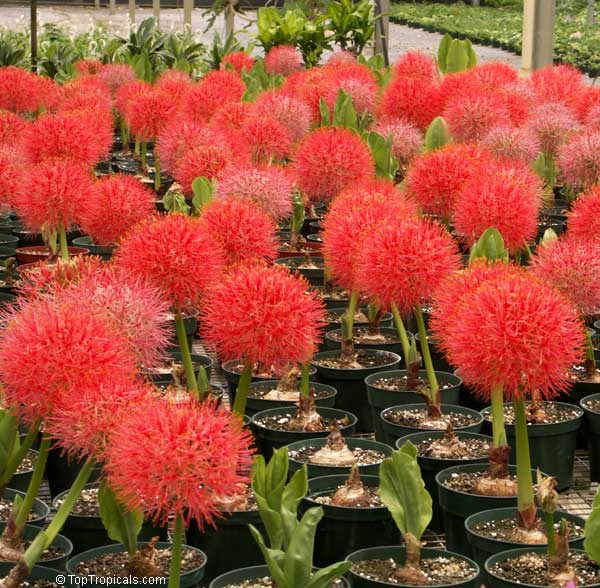 Buy Scadoxus Multiflorus, Ball Lily Plant With Free Shipping