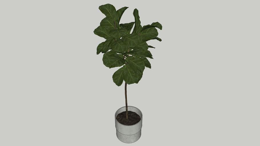 Ficus Benghhalensis Banyan Tree Bargad Plant With Free Shipping
