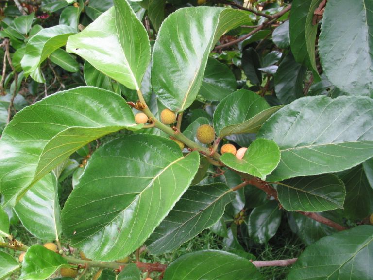 Artocarpus Lacucha Monkey Jack Plant With Free Shipping