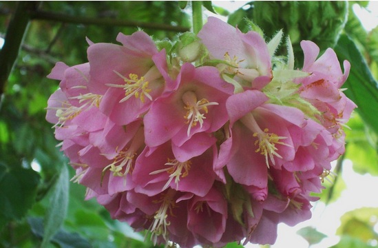 Dombeya Wallichii , Pink Ball Tree