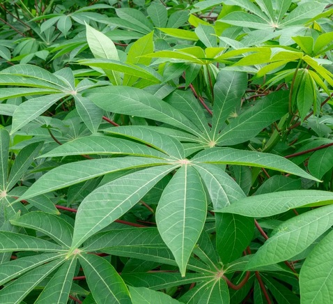 Tapioca Seeds, Manihot Esculenta Seeds , Cassava - 50 Seeds Pack
