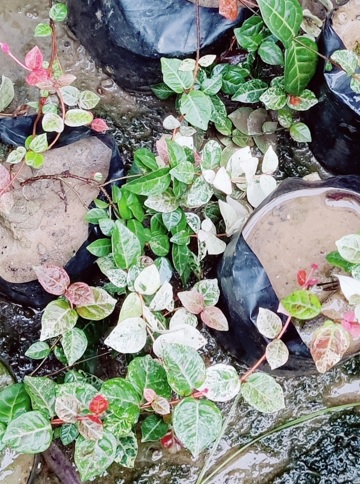Ficus Pumila Variegated , Creeping Fig ( Variegated Chipkali Bel ) Plant