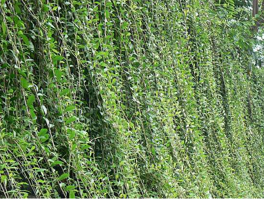 Curtain Creeper ( Parda Bel ) Plant