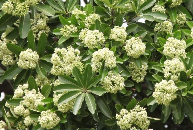 Buy Alstonia Scholaris Plant , Indian Devil Tree Saptaparni Plant For ...