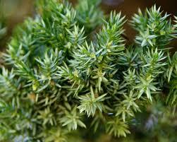 Juniperus Prostrata Plant With Free Shipping