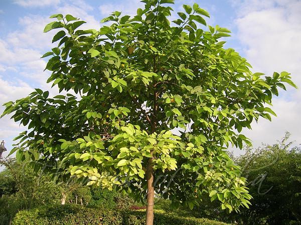 Anthocephalus cadamba , Kadam Tree Plant With Free Shipping