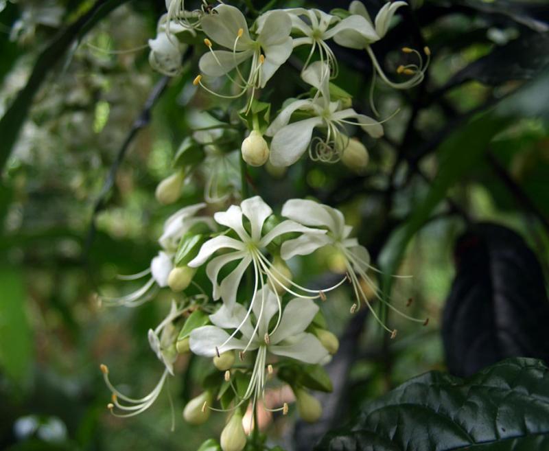 Buy Clerodendrum Wallichii, Jhumka Bel Plant