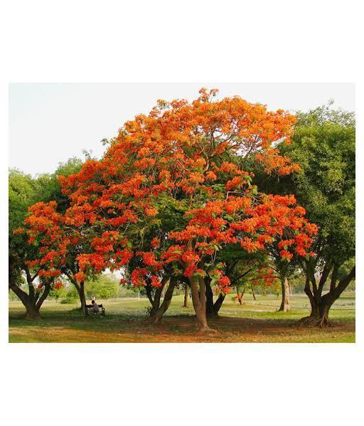 Delonix Regia Flame Tree Plant With Free Shipping