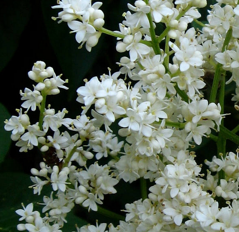 Syringa Reticulata ( Japanese Tree Lilac ) - 10 Seeds Pack
