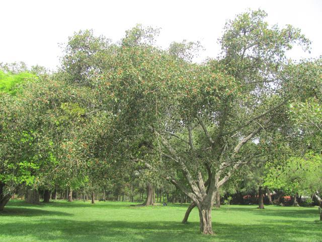 Buy Ficus Krishnae Plant, Krishna Fig Plant For Sale With Free Shipping
