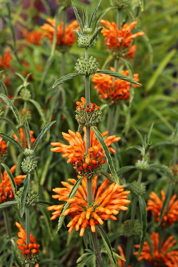 Leonotis Leonurus Seeds, Lions Tail Seeds - Free Shipping - 5 Seeds