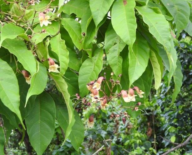 Stereospermum suaveolens Seeds, Patala Tree - 50 Seeds Pack