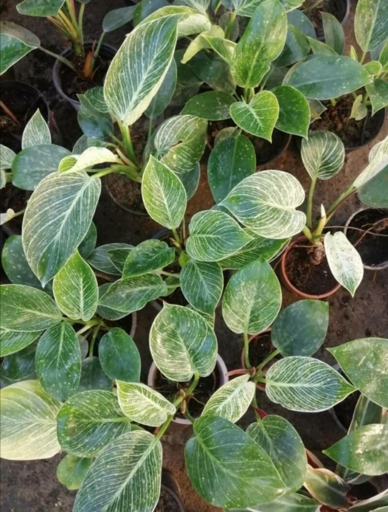 Philodendron Birkin Plant