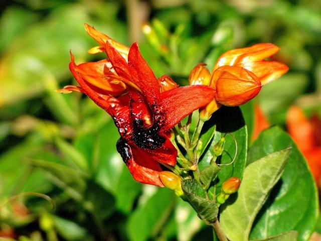 Ruttya Fruticosa , Rabbit Ears Plant For Sale In India