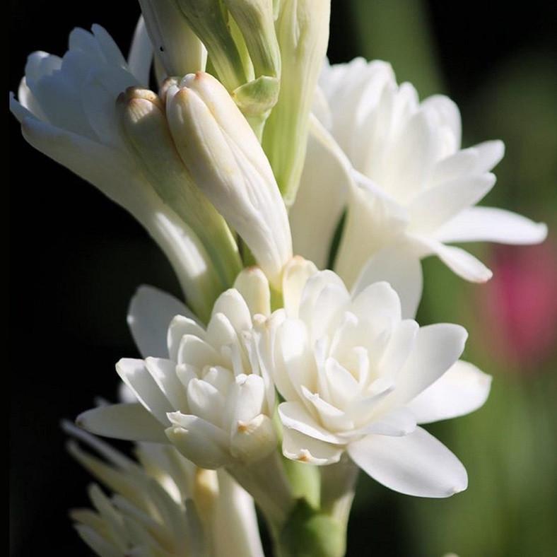 Rajnigandha Flower English Name | Best Flower Site
