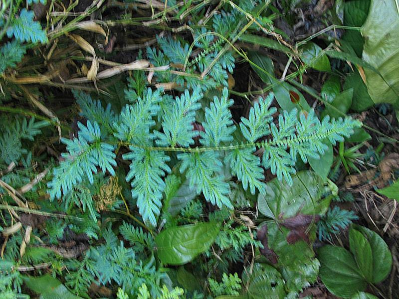 Selaginella Willdenowii , Peacock Fern Plant
