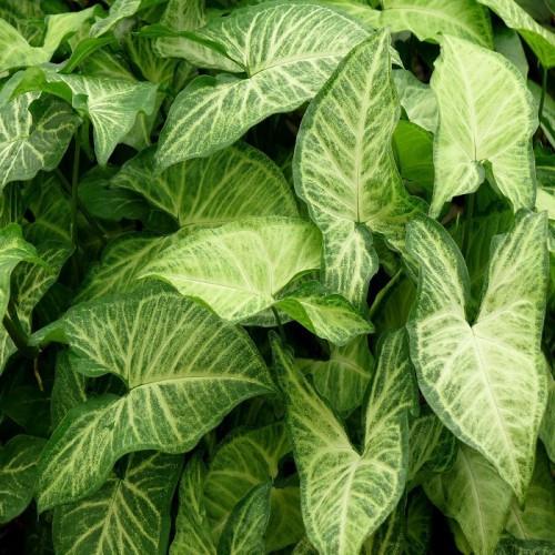 Syngonium Podophyllum American Evergreen Plant With Free Shipping