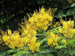 Buy Peltophorum Ferrugineum, Copperpod Tree Plant With Free Shipping