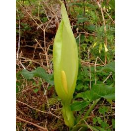 Arum concinnatum - 5 Seeds Pack