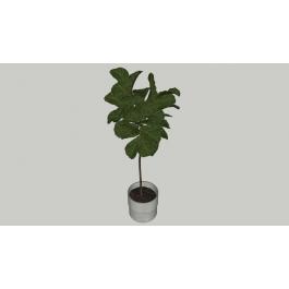 Ficus Benghhalensis Banyan Tree Bargad Plant With Free Shipping