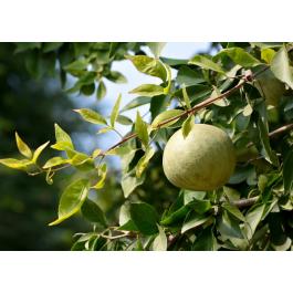 Aegle Marmelos, Bel Patra Plant