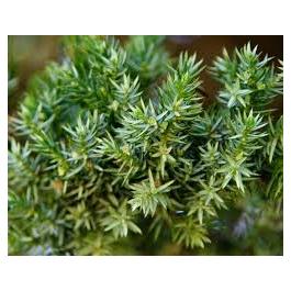 Juniperus Prostrata Plant With Free Shipping