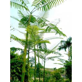Schizolobium Parahyba Plant, Tower Tree Plant For Sale