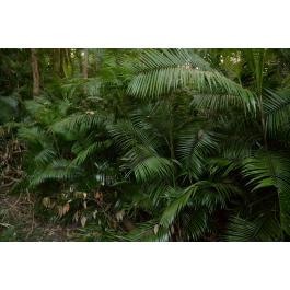 Calamus Tenuis Cane Palm Plant With Free Shipping