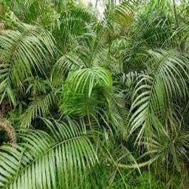 Calamus Tenuis Cane Palm Plant With Free Shipping