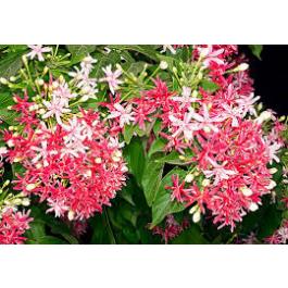 Buy Combretum Indicum Plant, Madhu Malti Plant For Sale - Free Shipping ...