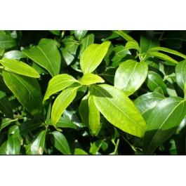 Cinnamon Bark, Dal Chini Plant For Sale