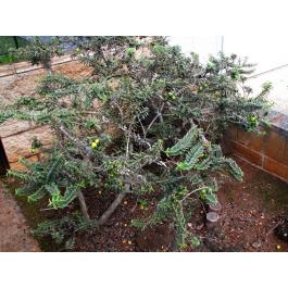 Psidium Guajava Nana , Dwarf Guava Plant For Sale In Indai