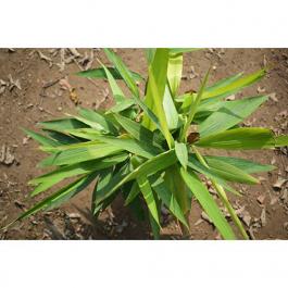 Elaichi Plant – Velchi, True Cardamom Plant