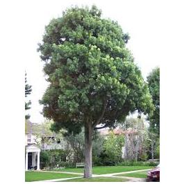 Buy Podocarpus Gracilior Plant, Fern Pine, African Fern Pine Conifer ...