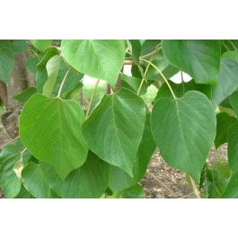 White Teak Tree