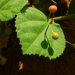 Grewia Optiva Bhimal Plant With Free Shipping