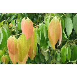 True Cinnamon, Bay Leaf, Tej Patta Plant