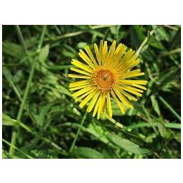 Inula Racemosa. Pushkarmool - 50 Seeds Pack