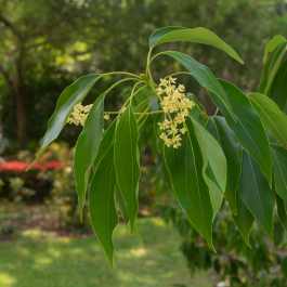 Buy Cinnamomum Camphora, Kapur Plant With Free Shipping