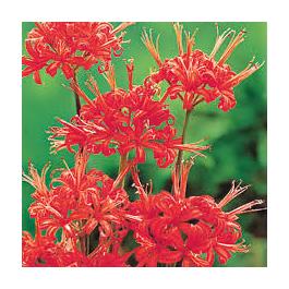 Buy Lycoris Radiata, Red Spider lily - 5 Bulbs , Delivery All Over India