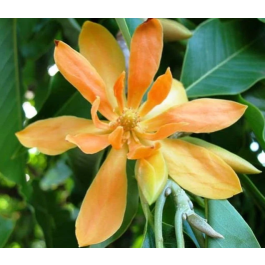 Michelia champaca , Yellow Champa Plant