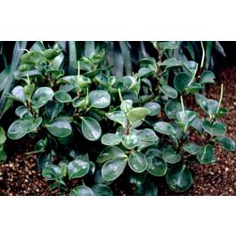 Peperomia Obtusifolia Baby Rubber Plant Pepper Face Plant With Free ...