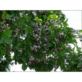 Buy Pongamia Pinnata, Pongam Tree Plant With Free Shipping