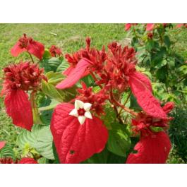 Mussaenda Erythrophylla , Red Flag Bush Plant With Free Shipping