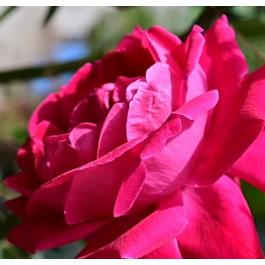 Red Rose (Desi Gulaab) Plant