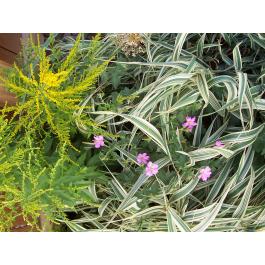 Buy Chlorophytum Ribbon Grass Plant With Free Shipping