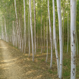 Eucalyptus Hybrida Eucalyptus Safeda Plant With Free Shipping